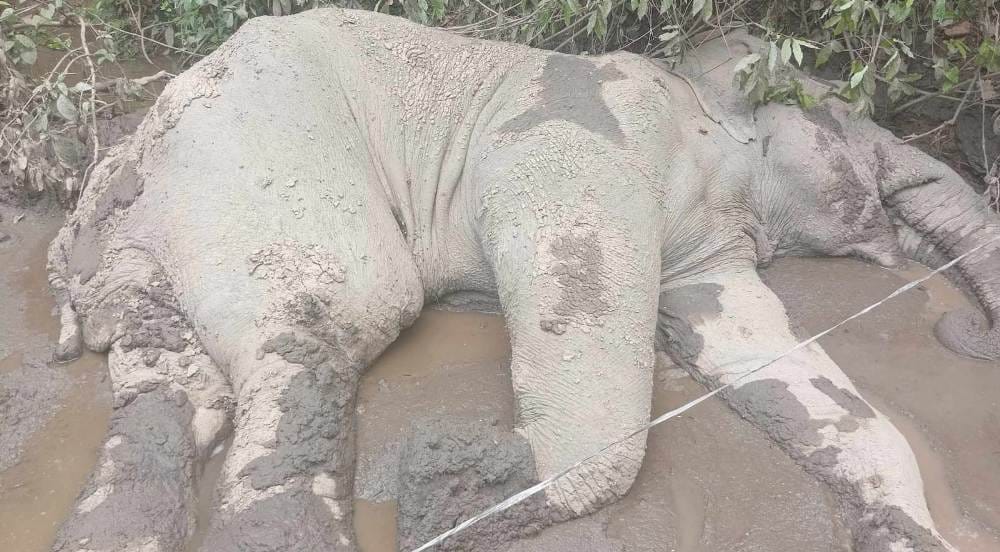 झापामा लामो समयदेखि बिरामी रहेको जंगली हात्ती मर्यो - मुलुकी खबर